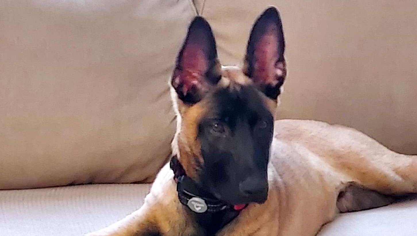 Fundraiser by Amy Servold : Meet Elliot! The Zimmer family member.
