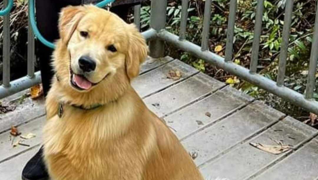 Fundraiser by Teri Giesler : Free Gabe