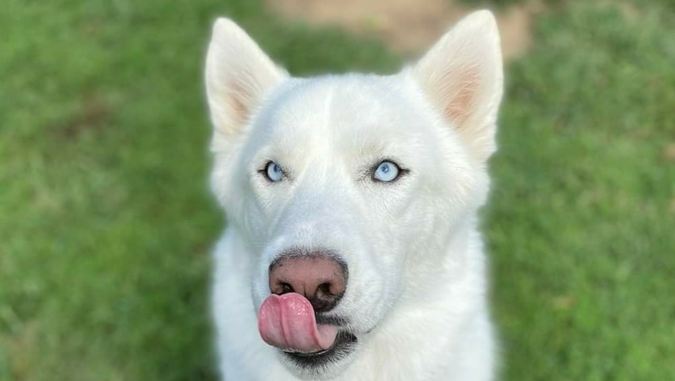 Fundraiser by Amanda Gentile : Help us with Ghost Surgery