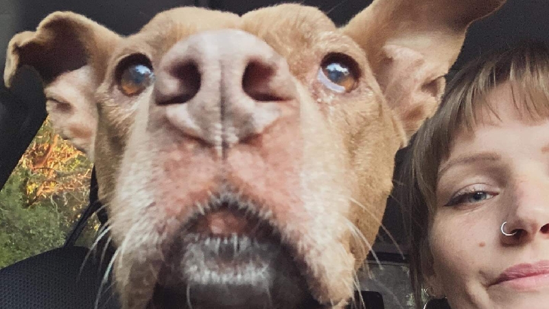 Fundraiser by Reid Campbell : Peanut Memorial Fund