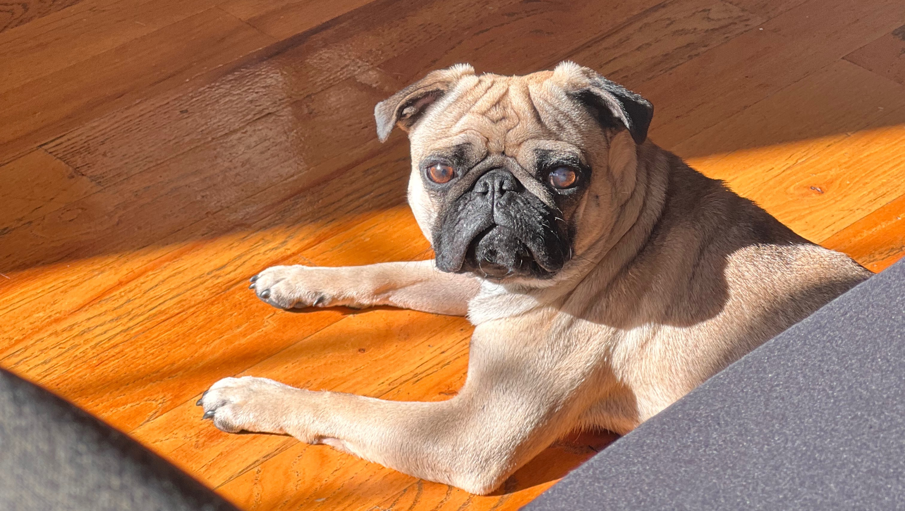 Fundraiser by Marylene Rodriguez : Support for Rambo’s Long Road to ...