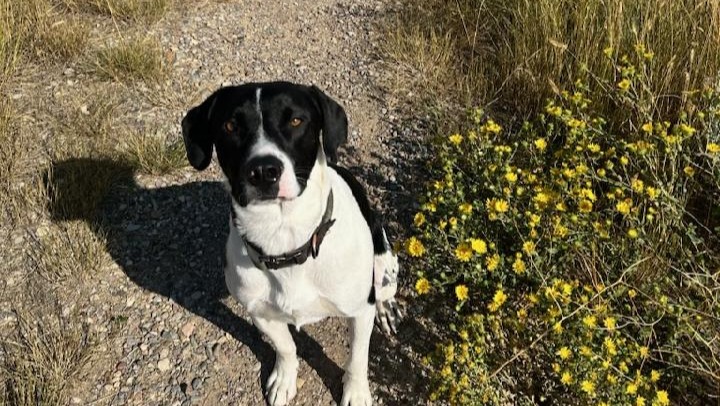 Fundraiser by Jezaray Dunbar : Help Duke keep his leg