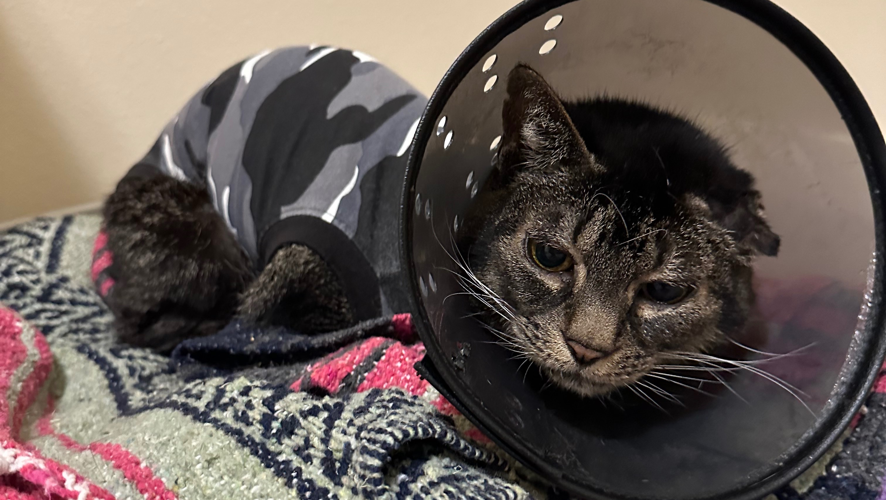 Fundraiser for Robin Yates by Hailey Akers : Please Help Callie