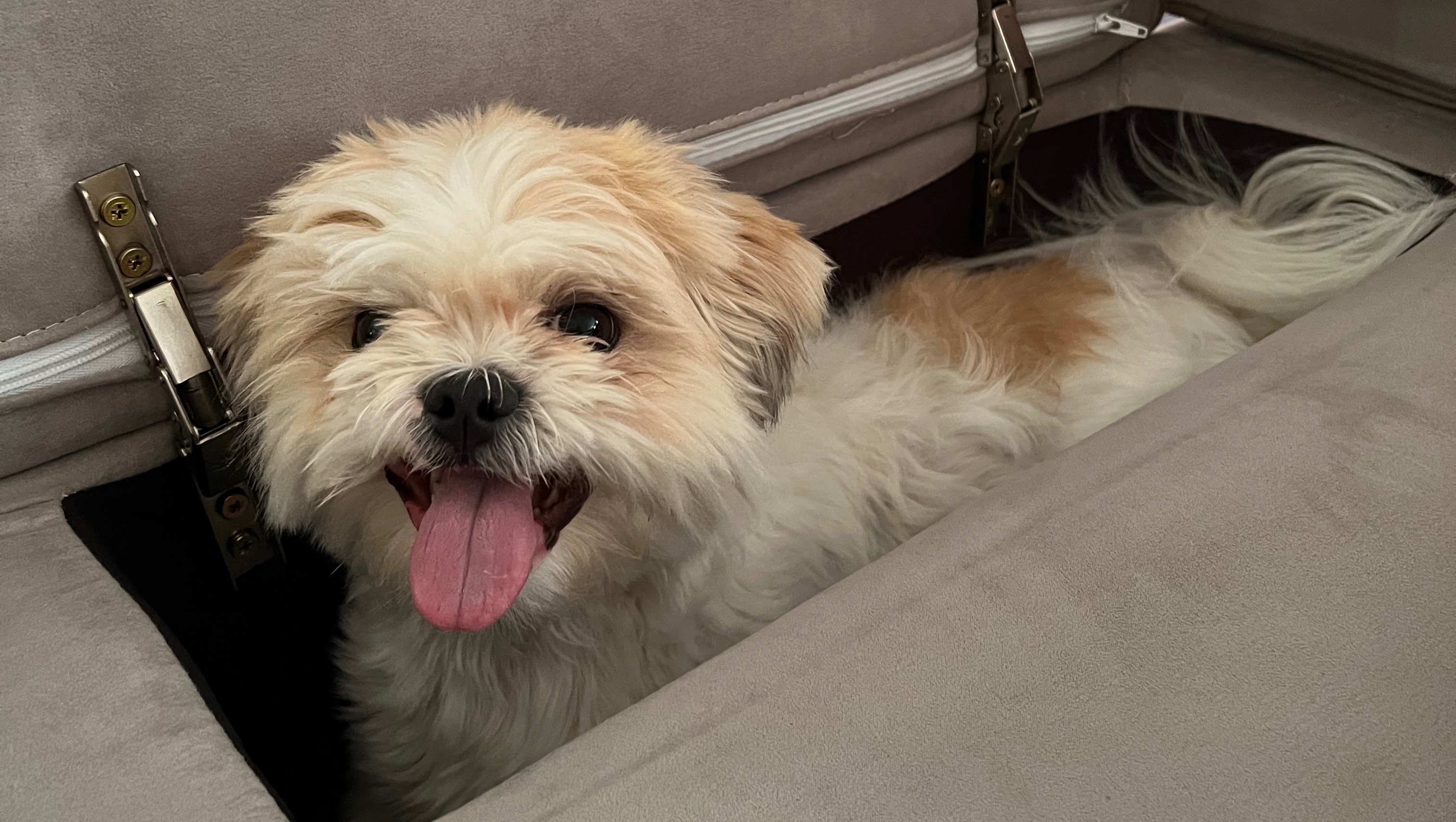 Fundraiser for Karley Andrade by Ashley Andrade : Help Fluffy get surgery