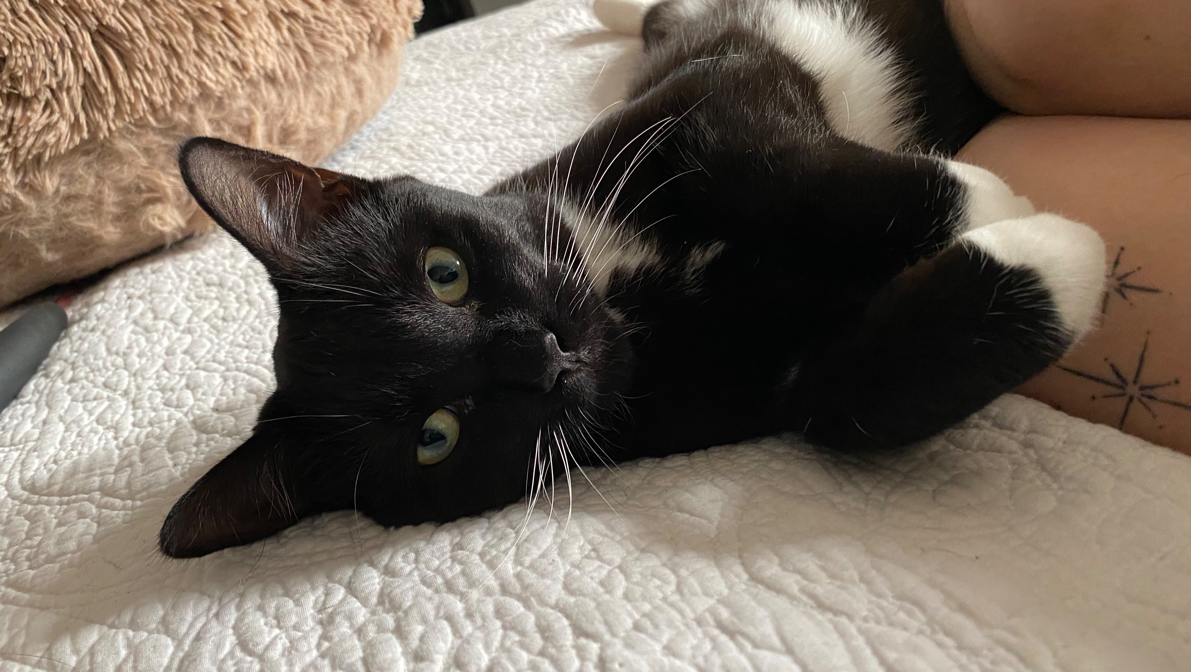 Fundraiser by Abigail Elmore : Lila's Emergency Treatment