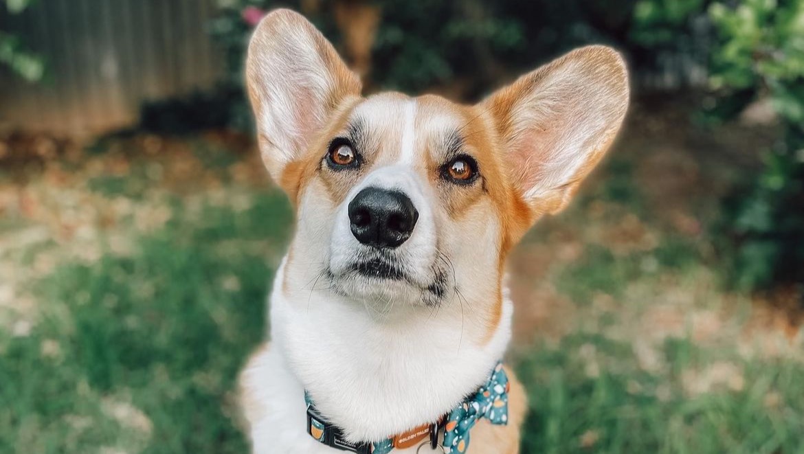 Fundraiser for Alexandria McDonald by Stephanie Willems : Help Moose ...