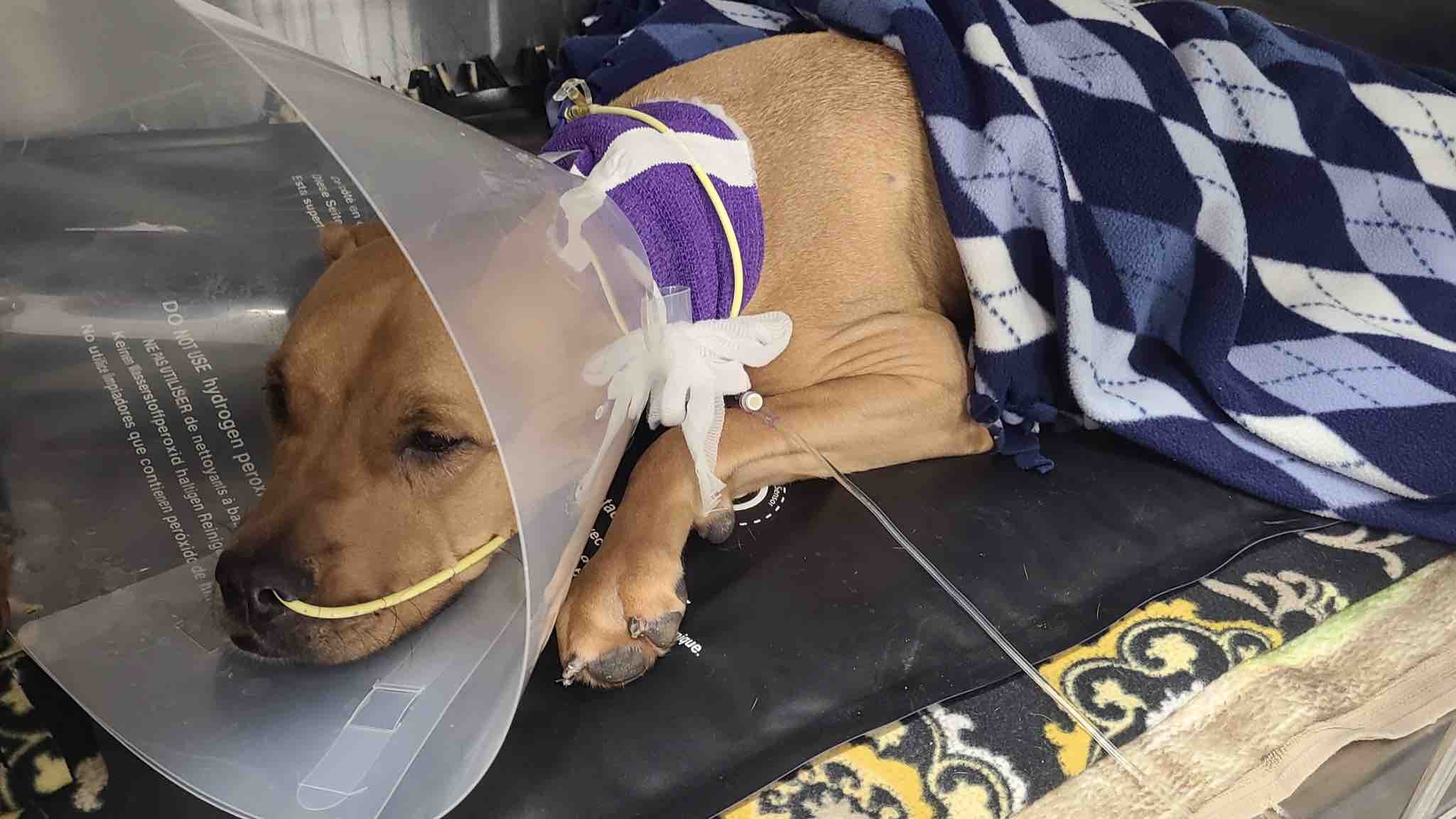 Fundraiser for Heidi Chavez by Sierra Penny : Layla’s Vet Emergency