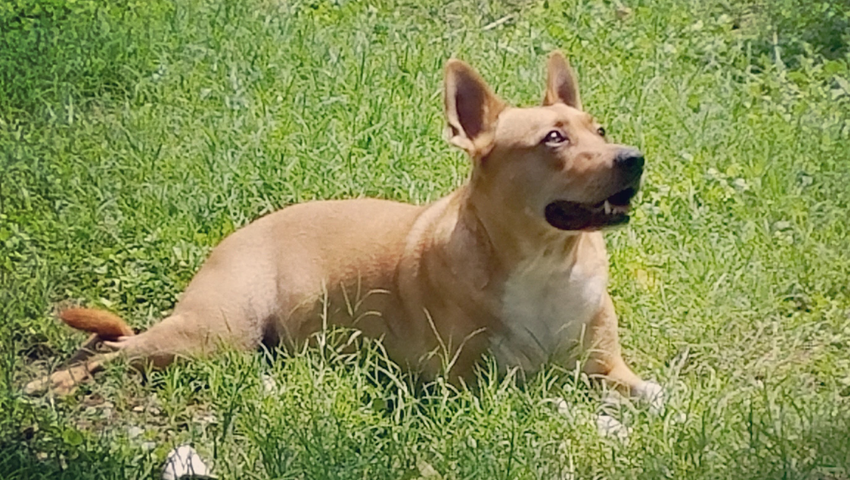 Fundraiser by Amanda Hickey : Help Benny with his surgery