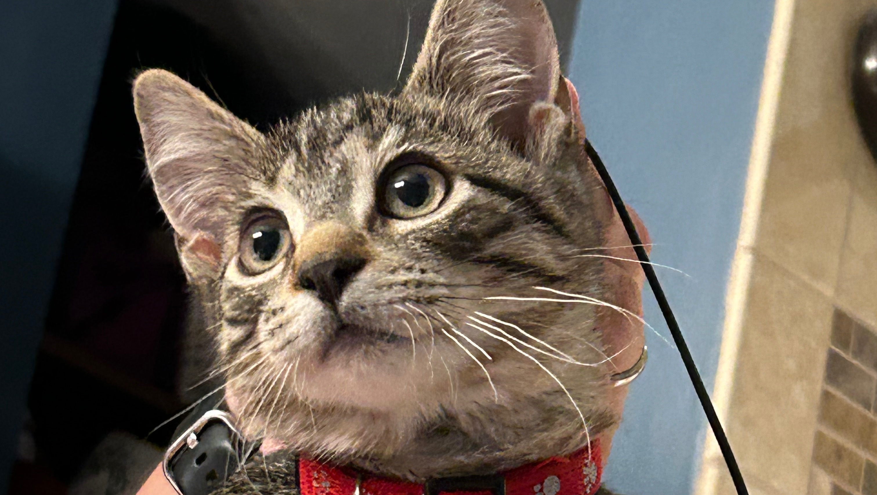 Fundraiser for Casey Singer by Rebecca Blank : Help Hank Get His Surgery