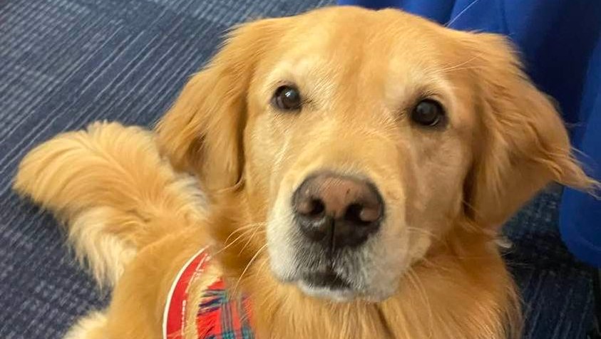 Fundraiser for Angela McCollum by Lois McDermott : Tartan's ACL Surgery ...