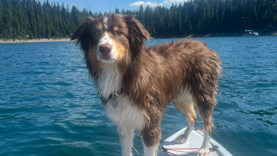 Fundraiser by Matthew Draxton : Kaya's Cancer Treatment