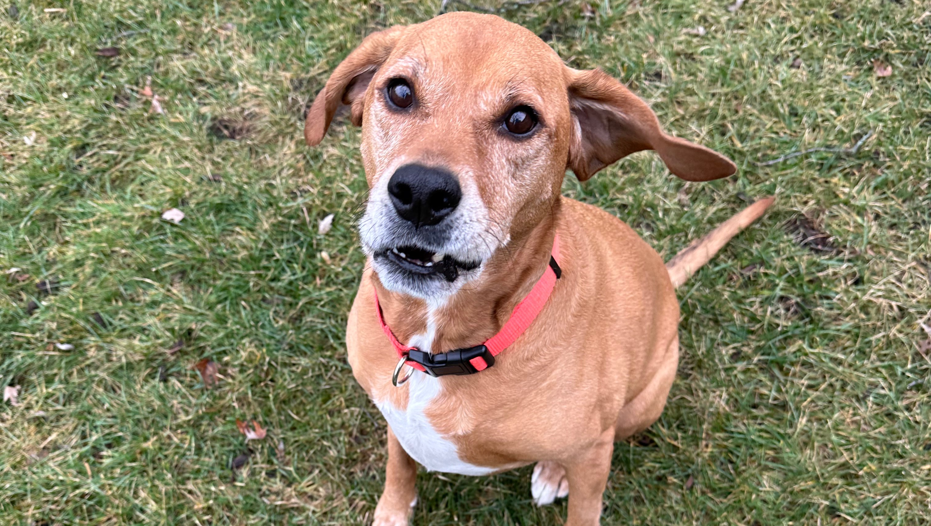 Fundraiser by Lisa Wegner : Help for surgery