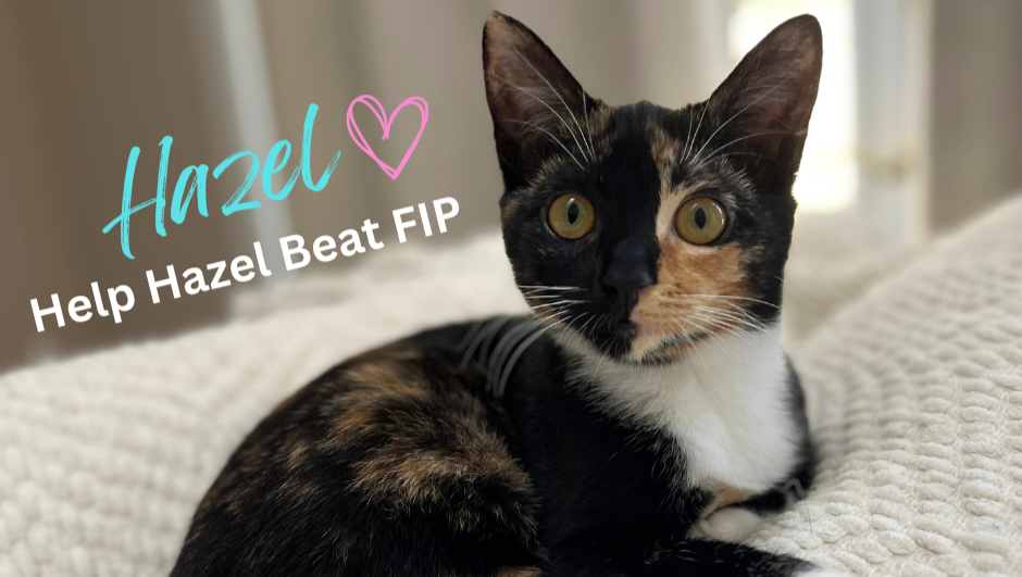 Fundraiser by Erica Thaler : Help Hazel the Kitten Fight FIP