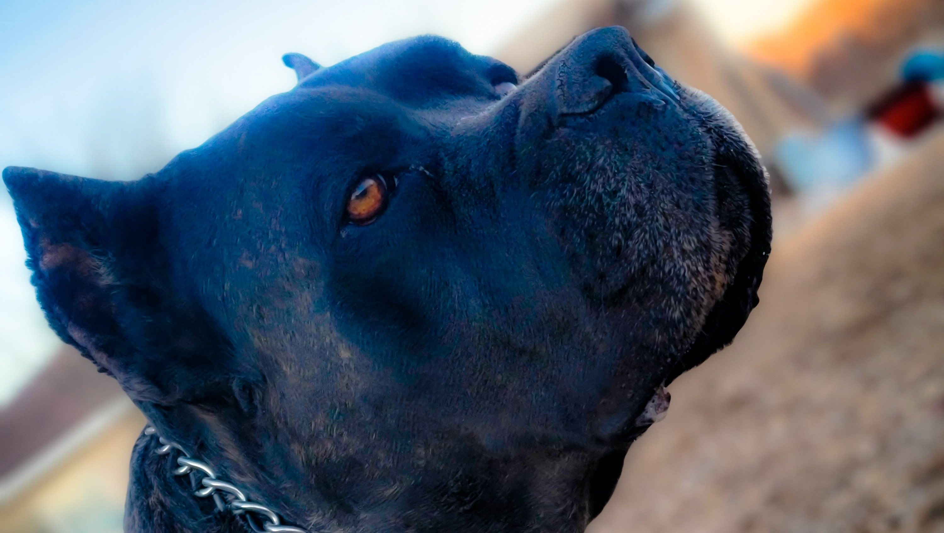 Fundraiser by Laura Essenmacher : Zarra's Life-Saving Emergency Spay ...