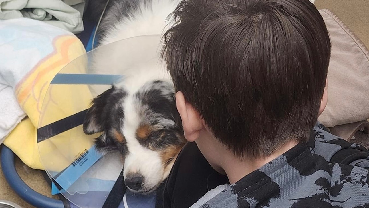 Fundraiser by Jim Constantinides : Phoebe needs life saving care