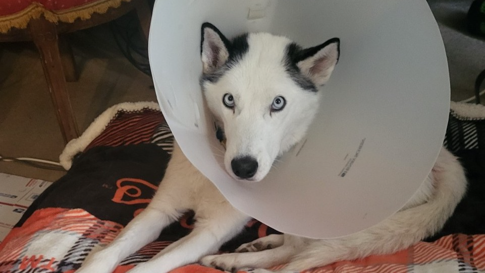 Fundraiser by Andrew Mannion : Mika's Emergency Surgery