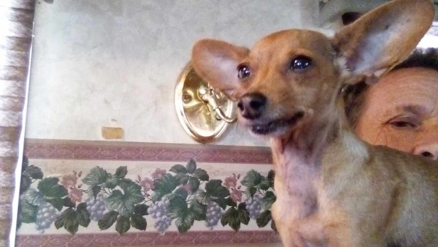 Fundraiser for Danell Miguez by Neal Hebert : Help Izzy Run Again