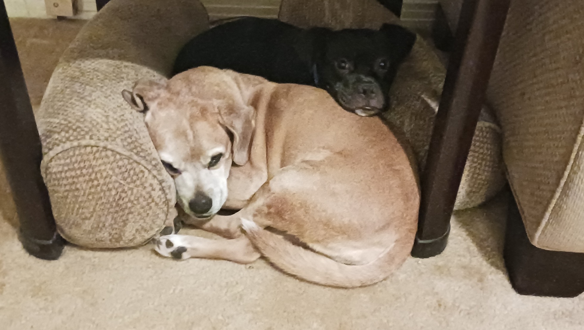 Fundraiser for Shannen Riley by Lisa Lawrence-Reed : Our dear friend ...