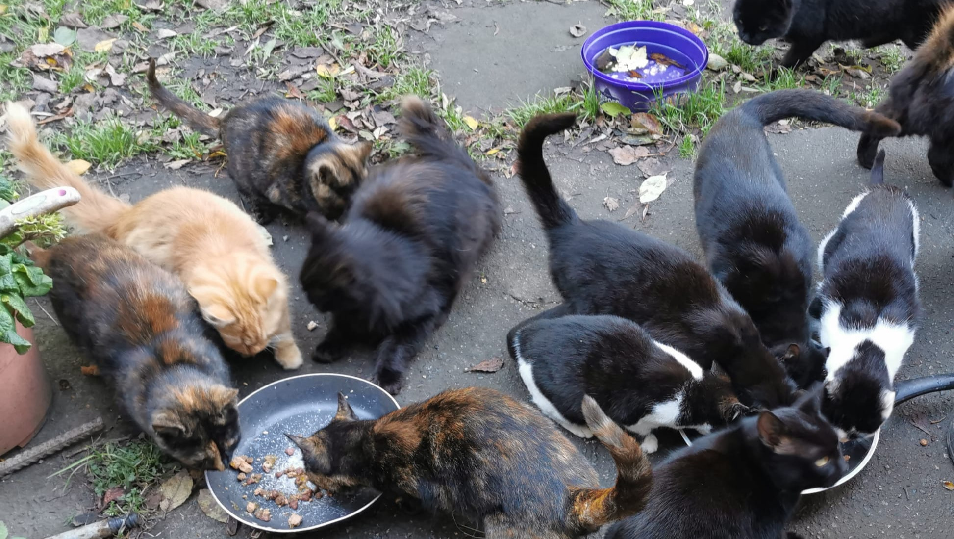 Fundraiser by CDPA (The Cat and Dog Protection Association of Ireland) : TNR North Dublin Cat ...