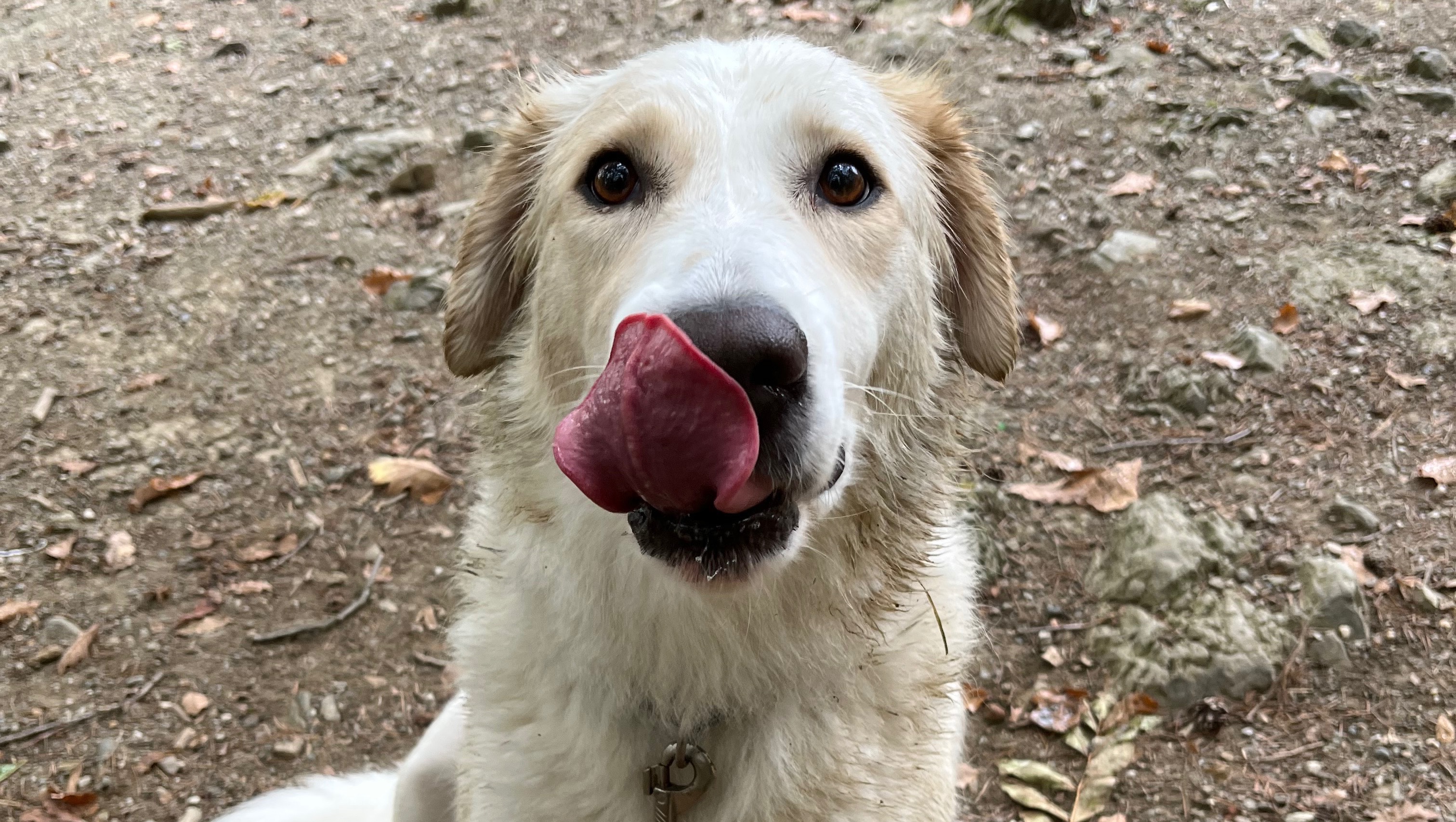 Fundraiser by Carmen Schübl : Icona‘s Operation - surgery