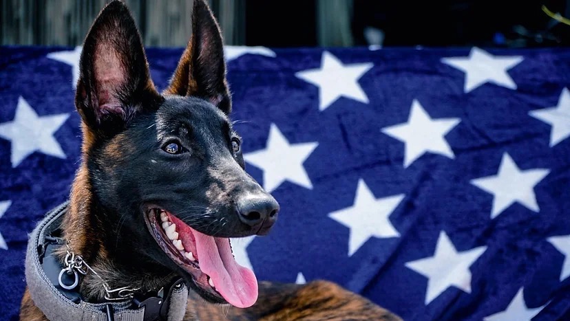 Fundraiser by Neil Alvarado : Build a Battle Buddy- Service Dog for US ...