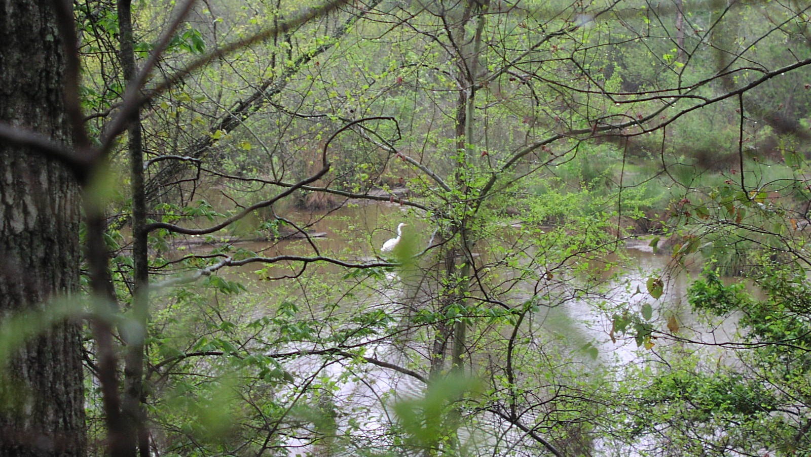 Fundraiser by Steve and Laurie Tynor : Save Henderson Mill Creek