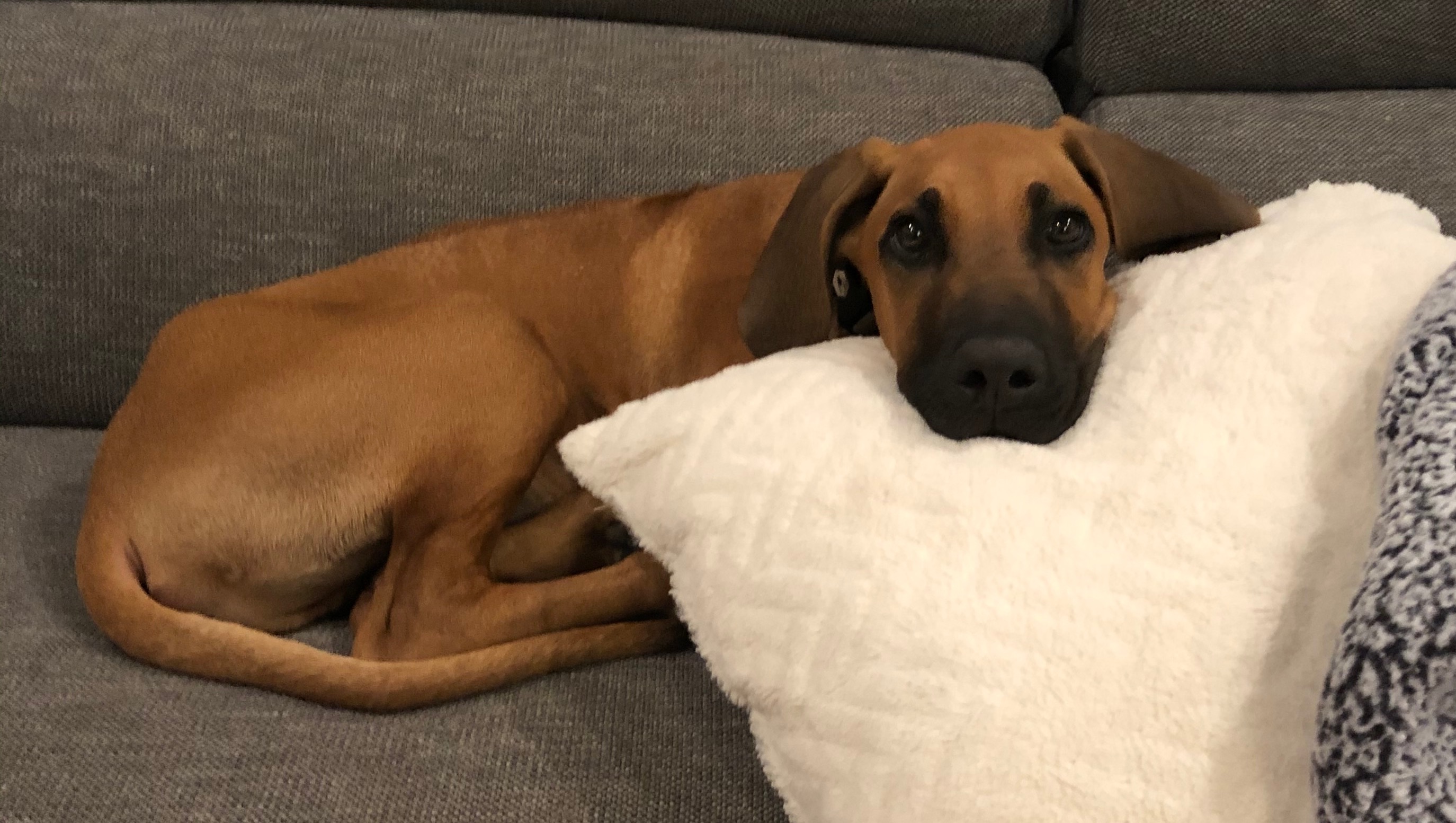 Fundraiser by Lisa Donahue : Duke’s Vet Bills