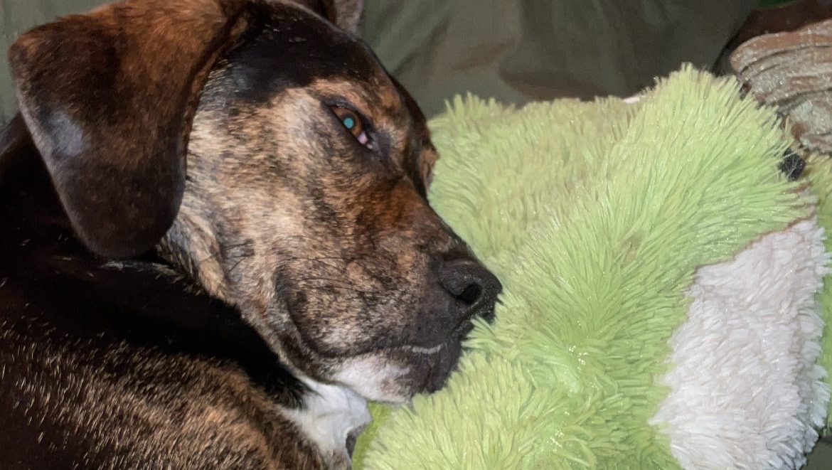 Fundraiser by Kayleigh Barela : My Dog Chuck