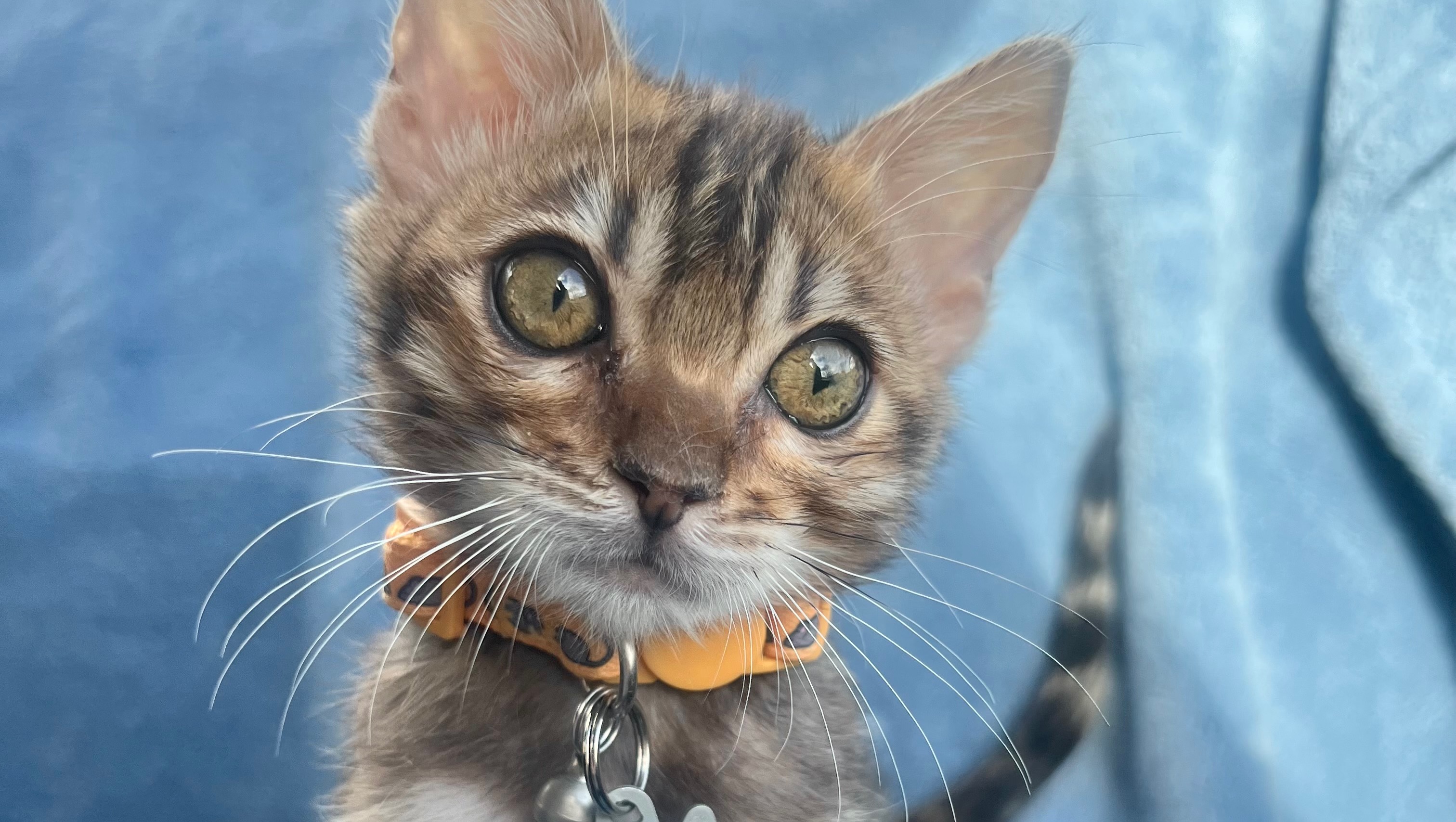 Fundraiser by Kimberly Pow : Clefton's Cleft Palate Surgery