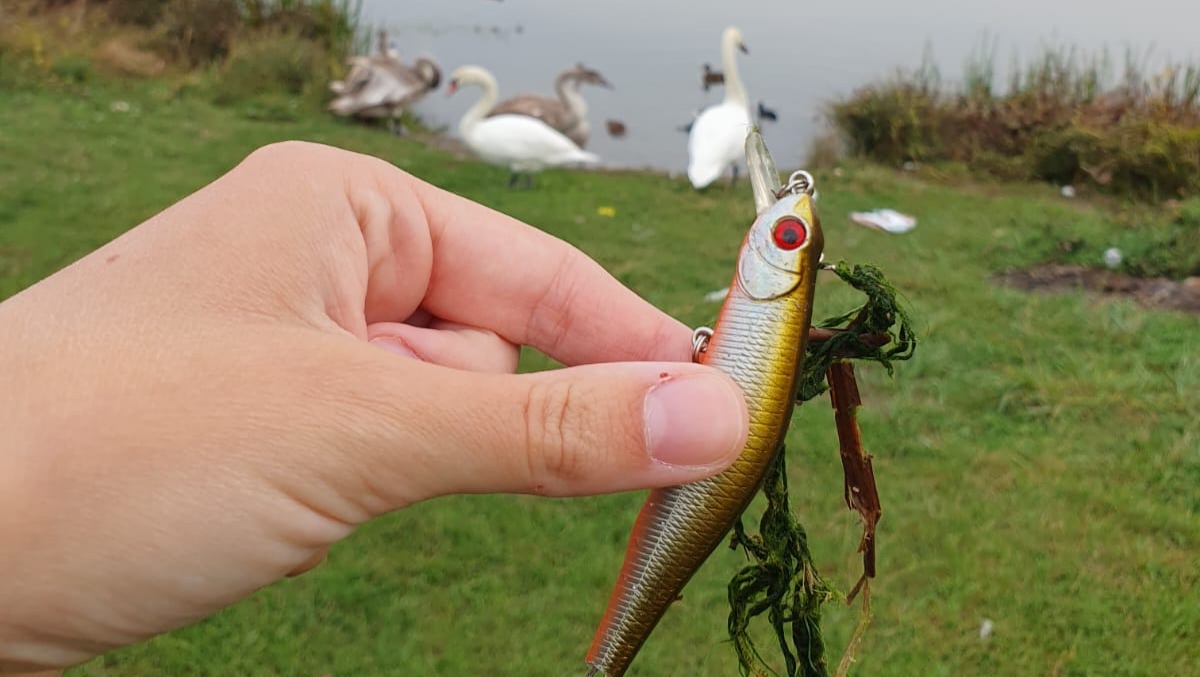 Fundraiser by Jane Hassing : Help Natalia (@swanfamily.if) buy food and ...