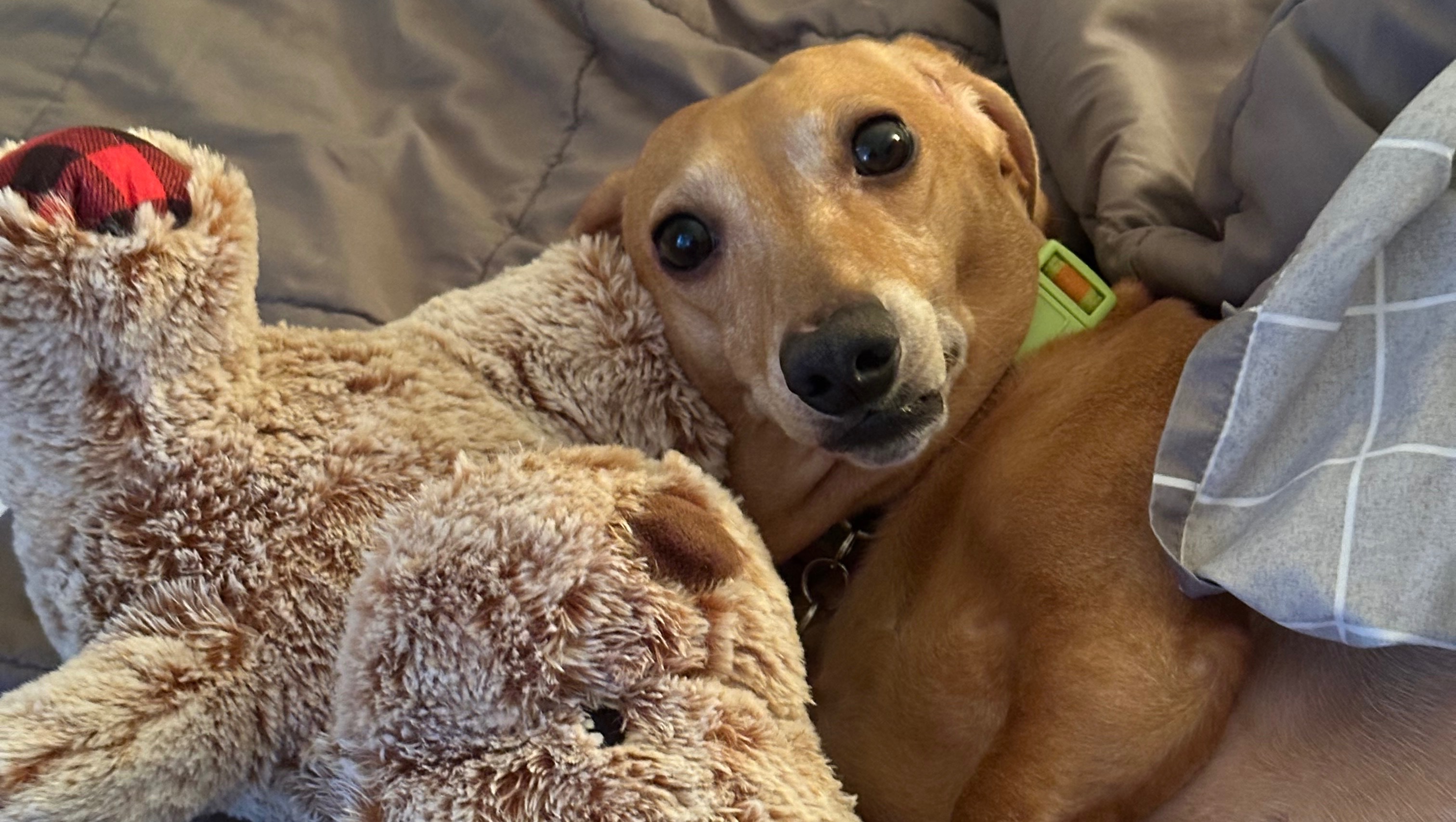 Fundraiser by Kalindi Hales : Help paying rent and help keep my dog