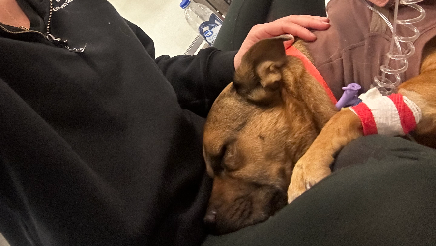 Fundraiser for Angela Noon by Lane Scannell : Rudy’s Emergency Surgery ...