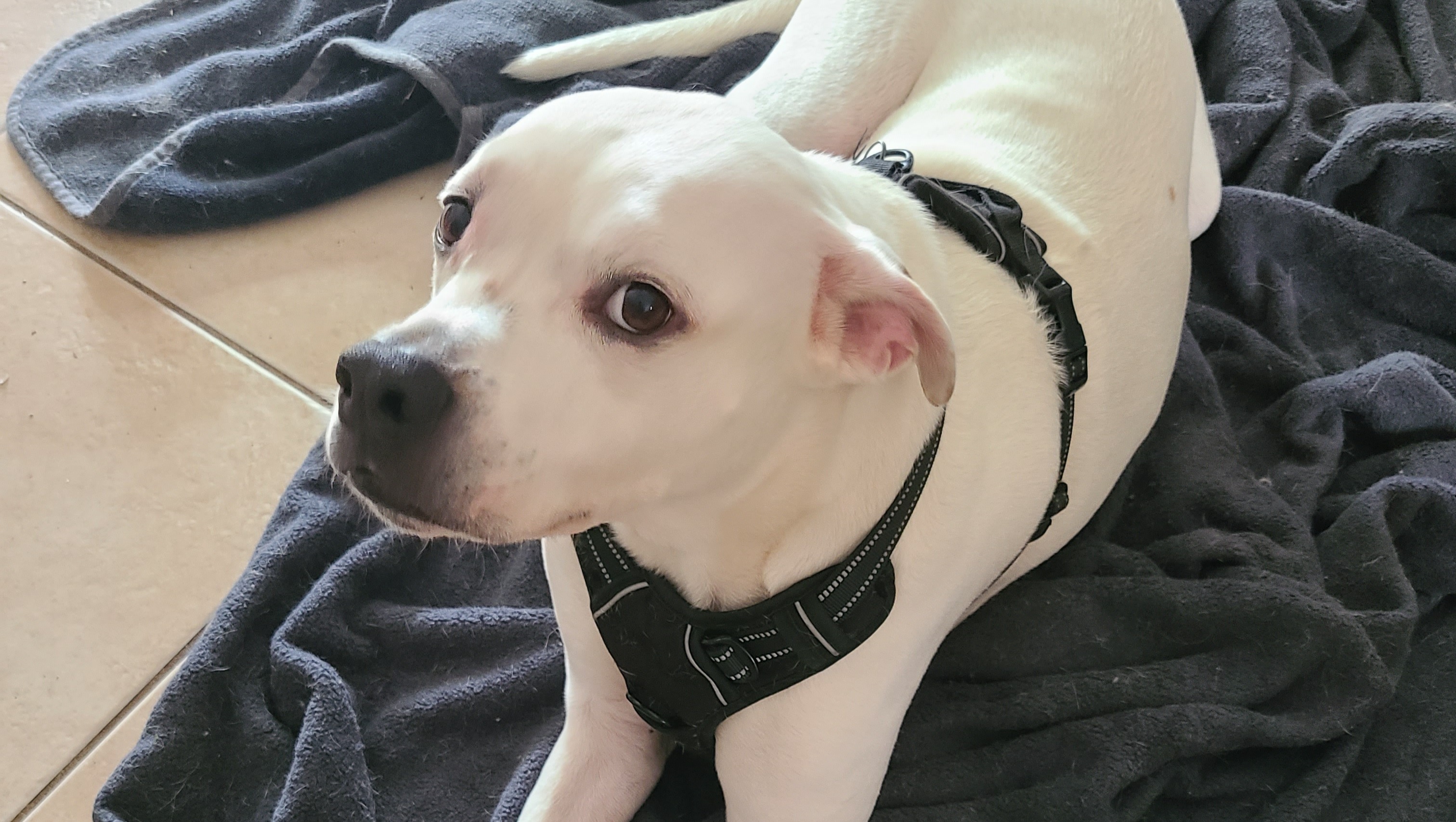 Fundraiser by Matthew Negron : Marty's cancer removal