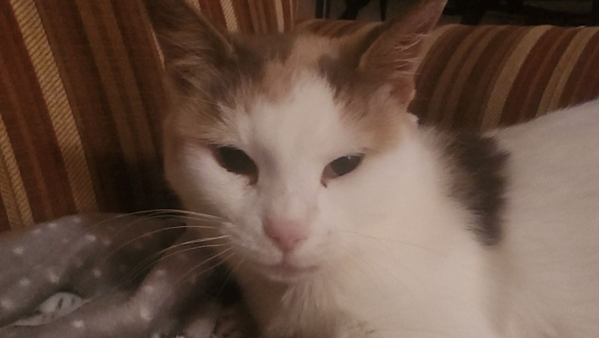 Fundraiser by Andrea Kisel : Life saving FIP meds