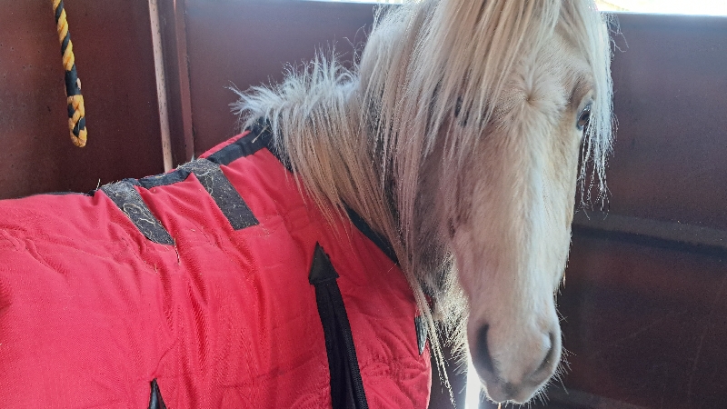 Fundraiser by Carie Ortman : Mr Ed survives 2 gunshots & needs surgery
