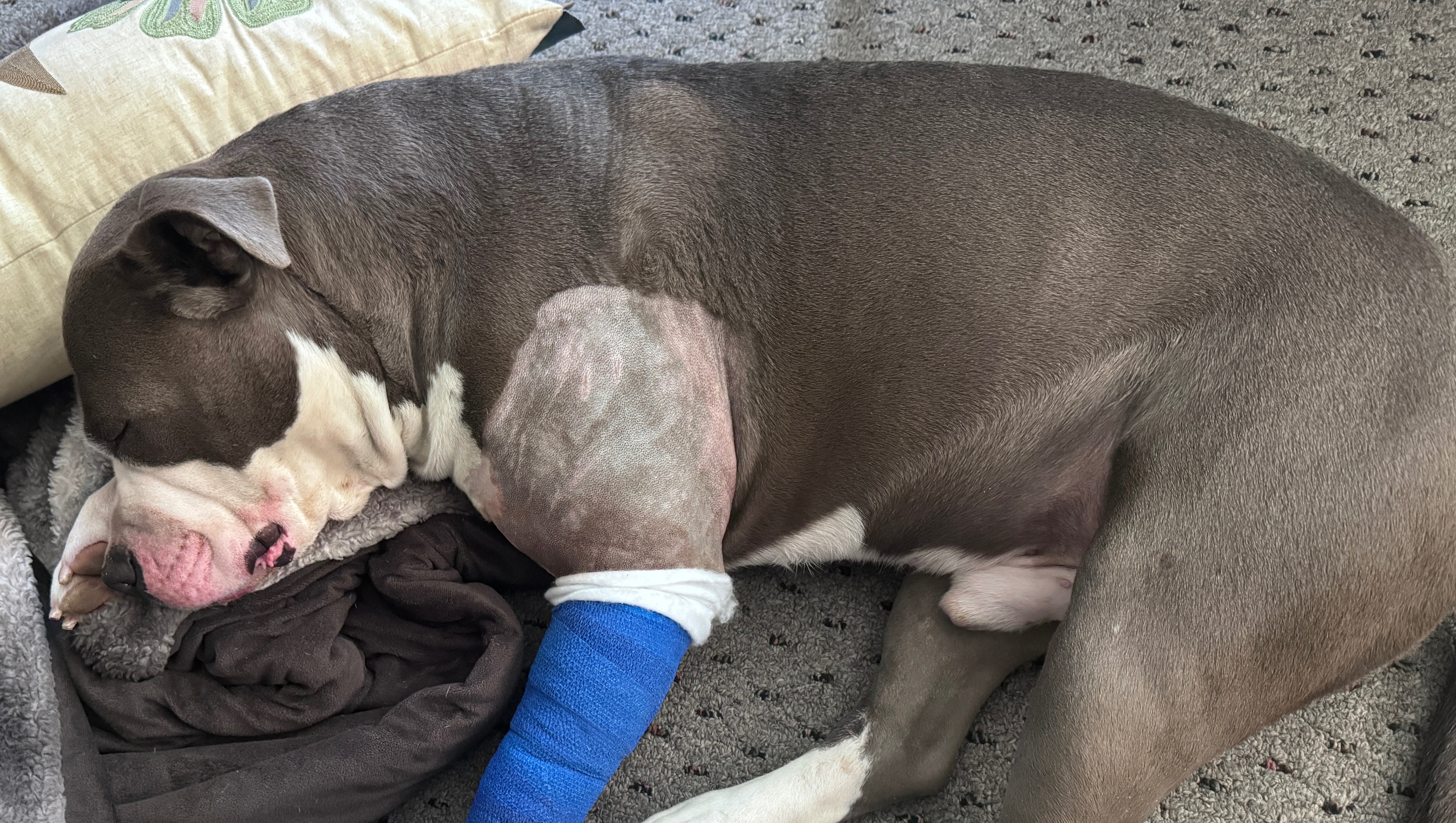 Fundraiser by Tiffany Stover : Help with Worm’s emergency surgery bill.