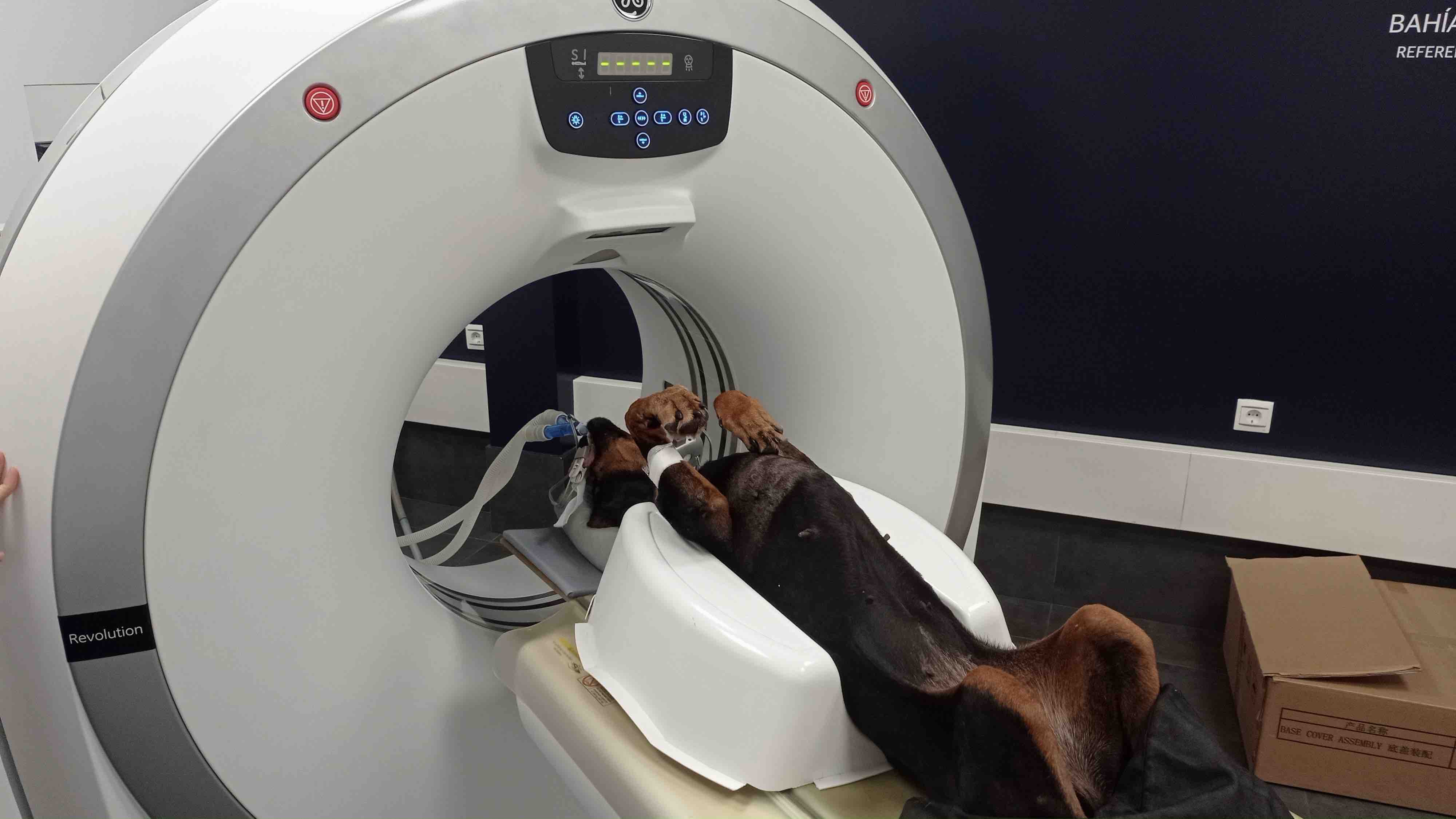 Fundraiser by Olga Redkina : MRI and SURGERY