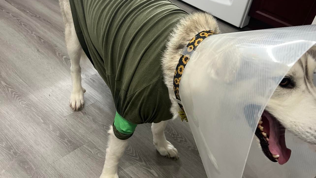 Fundraiser by Jasper Sunshine : Rhea Sunshine Cancer Battle