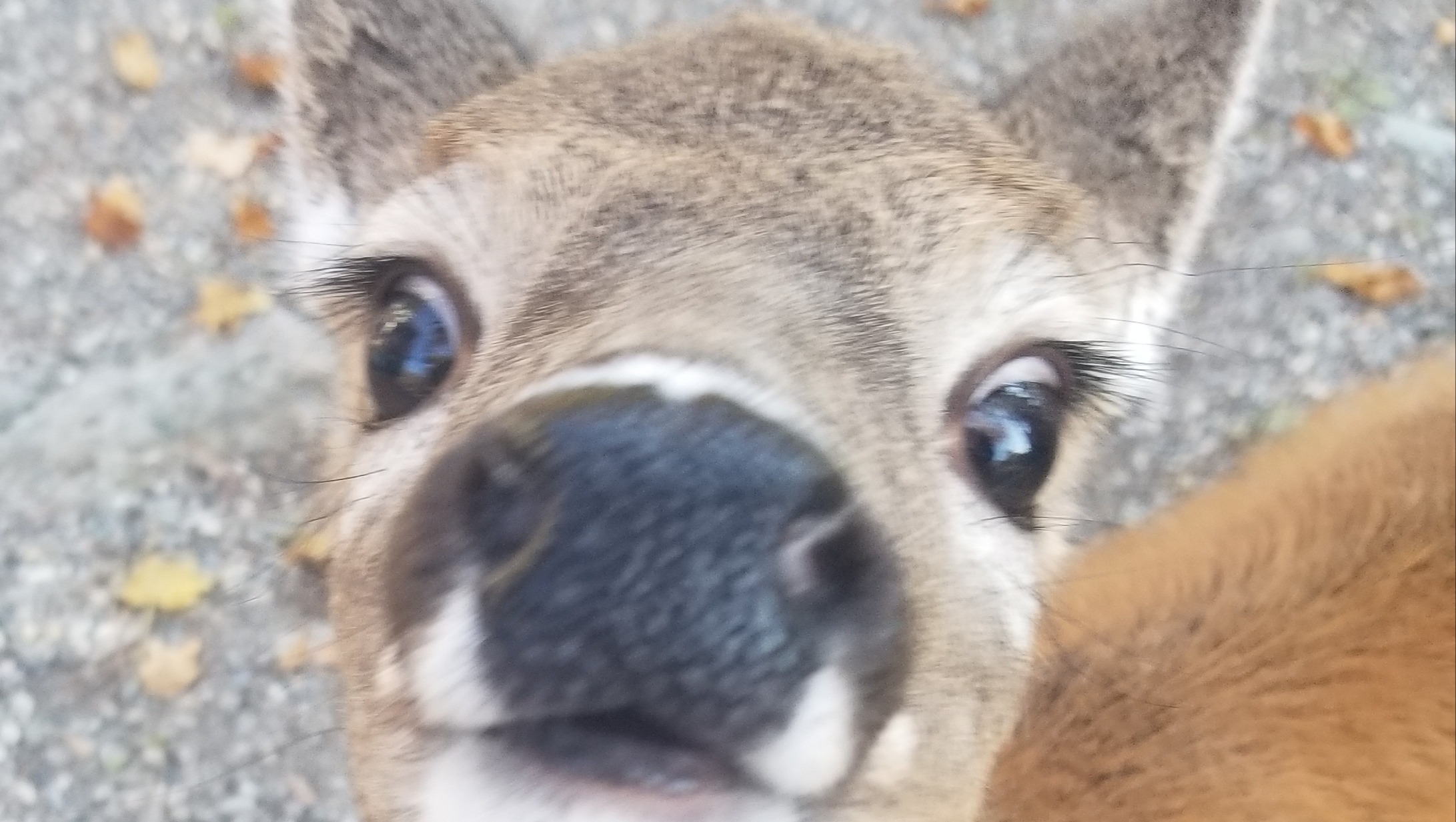 Fundraiser by Susan Geel : Baby Season 2024!