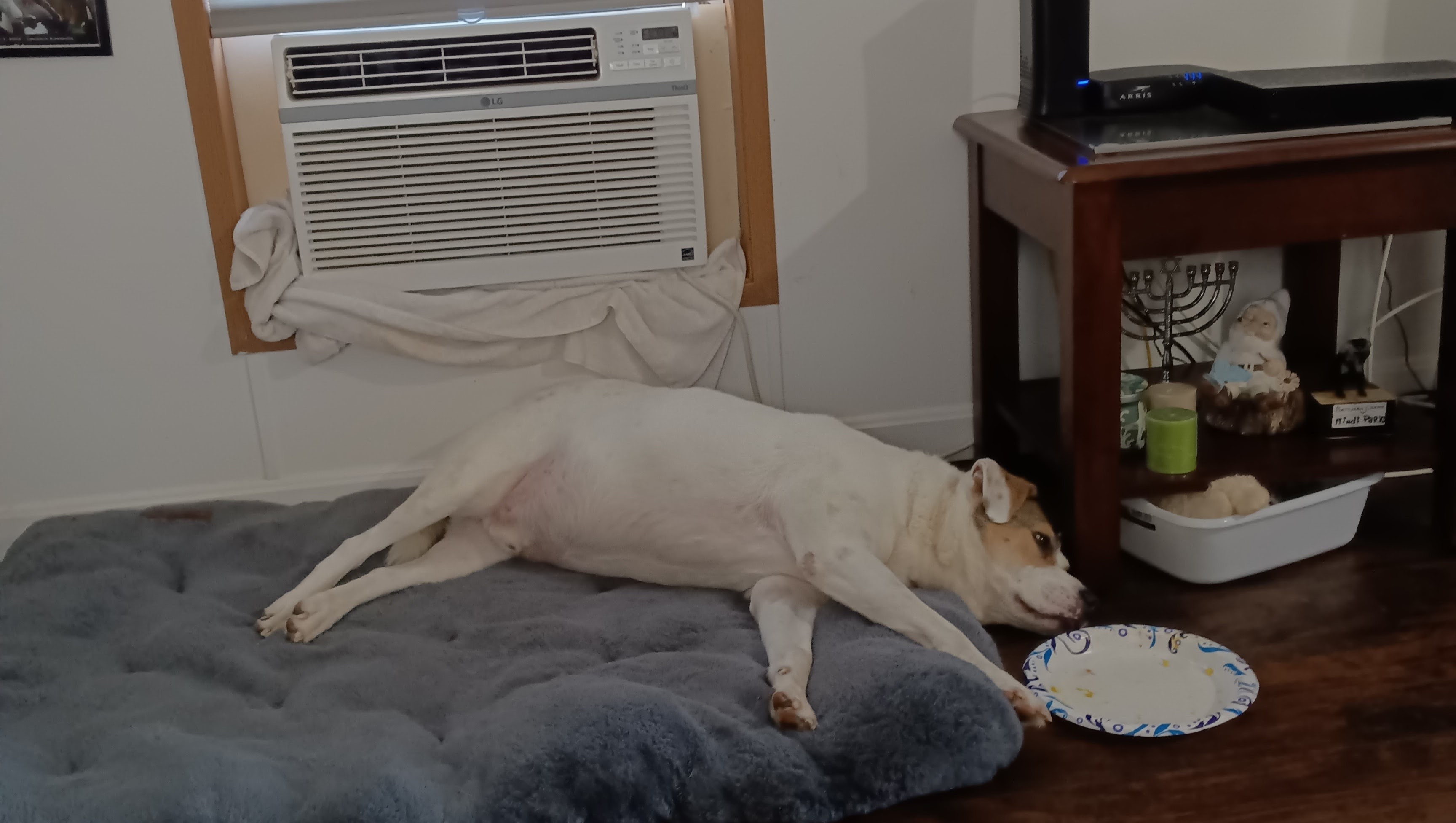 Fundraiser by Mindi Parks : My dog who's sick