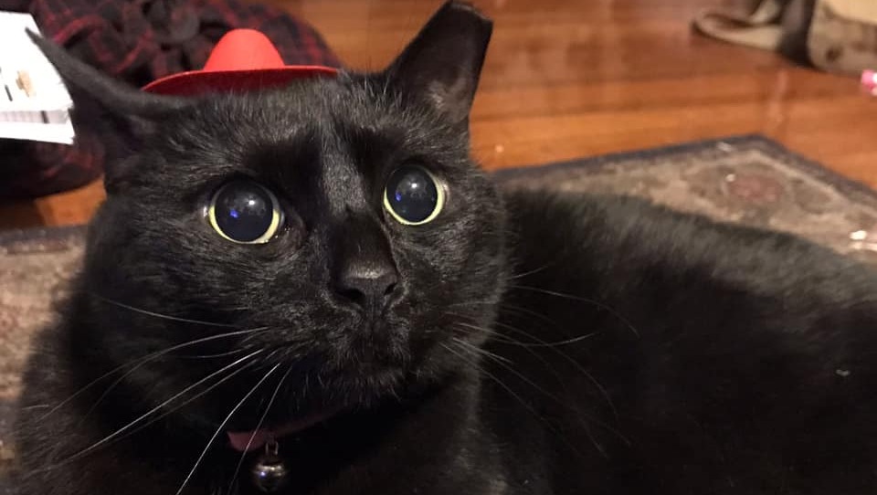 Fundraiser by Erica Stockwell-Alpert : Help Erica pay for Pigeon's ...