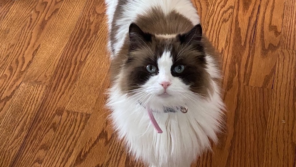 Fundraiser for Elizabeth Garvey by Natasha Siegel : Help Pia fight cancer