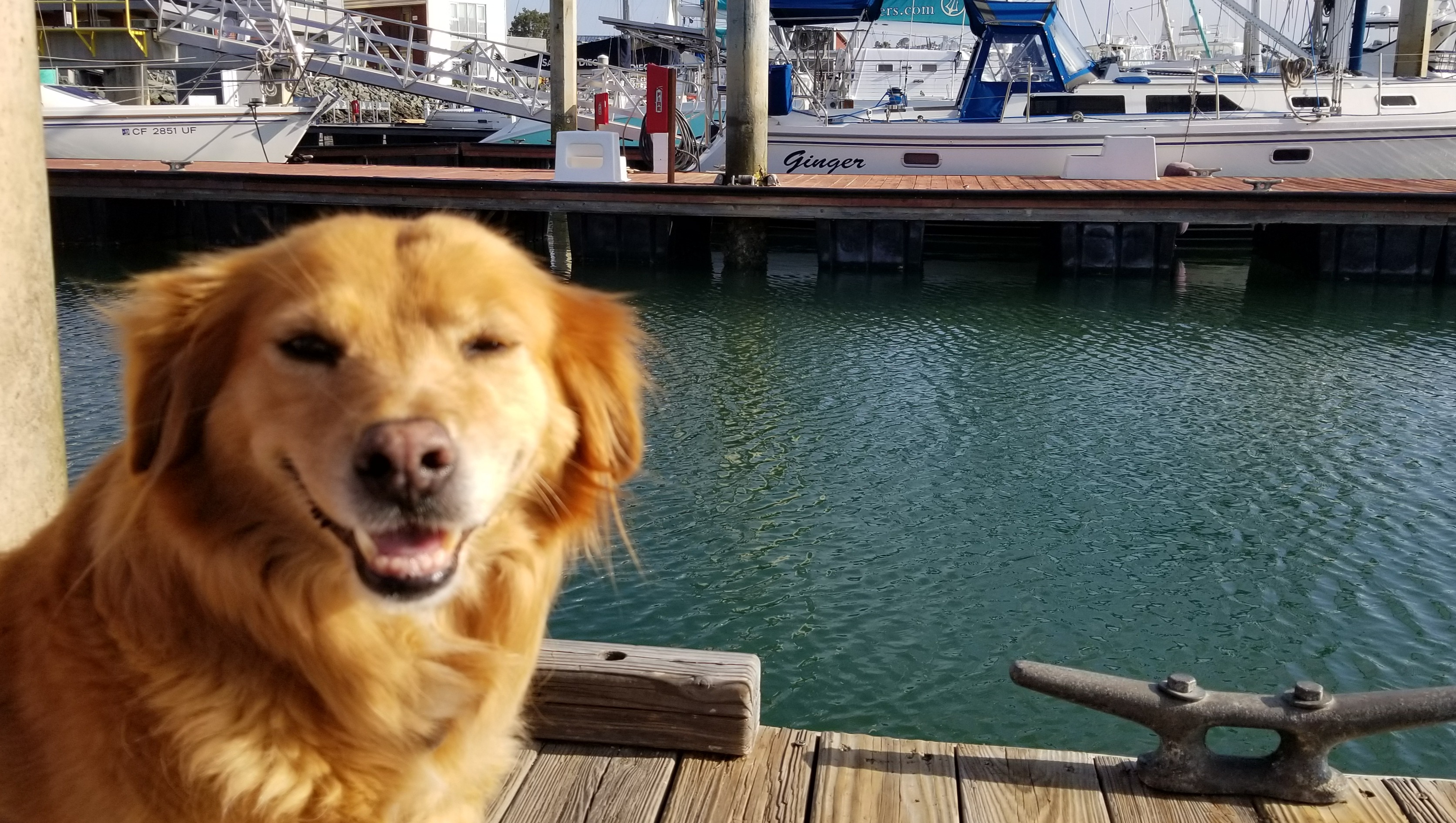 Fundraiser for Amy Pigg by Edgar Cardenas : Ginger’s Surgery Fund