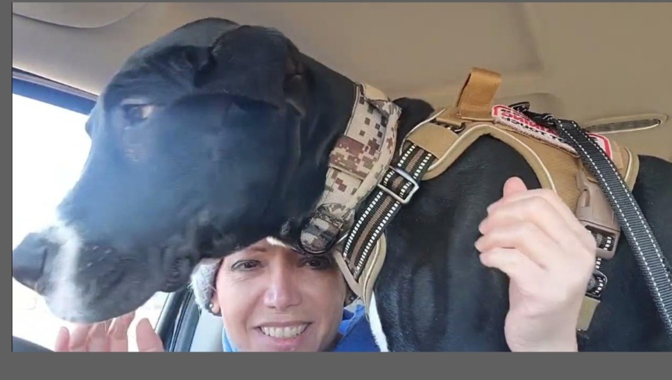 Fundraiser by Adel Wilks : Charlie's training, medical appointments ...