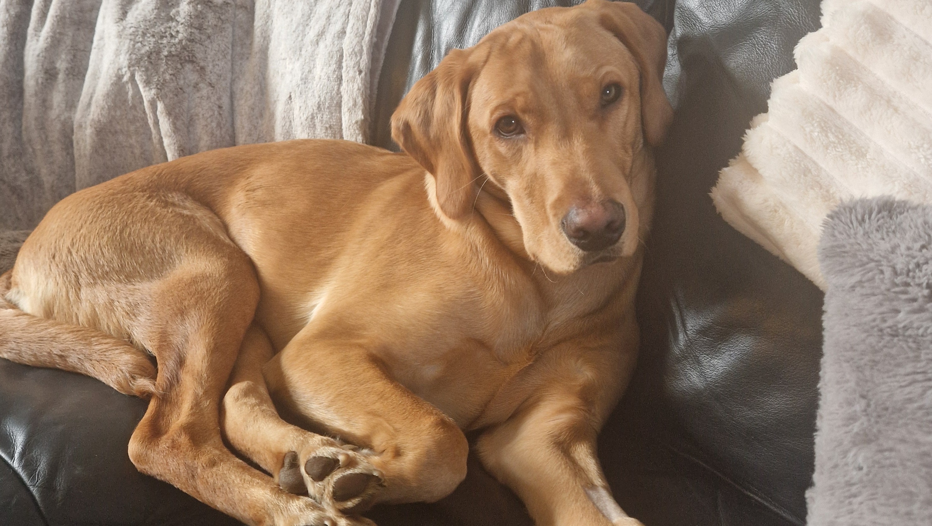 Fundraiser by Debbie Sharples : Murphys' double hip replacement