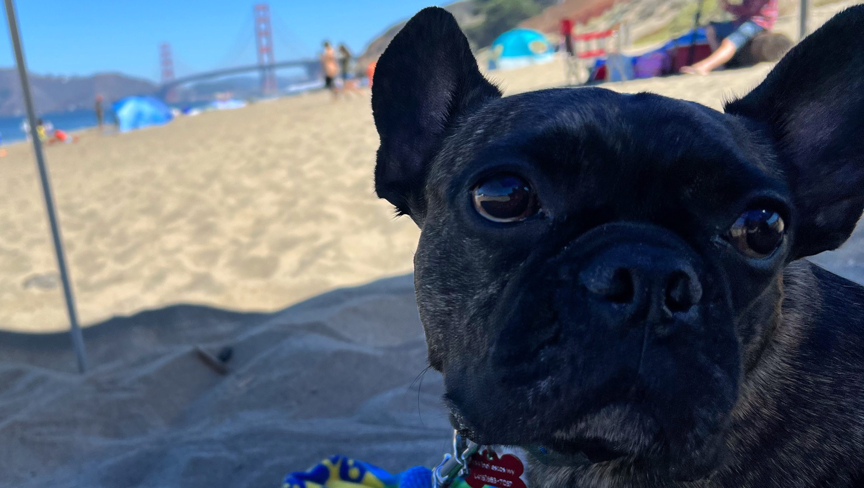 Fundraiser by Christopher Carrion : HELP BERNIE MAC: KNEE SURGERY AND REHAB