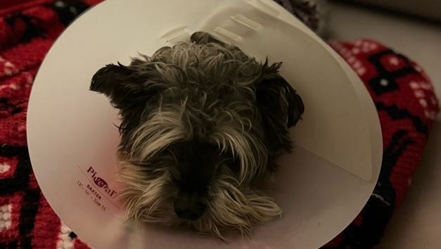 Fundraiser by Carla SilvaM : Splenectomy & Medical Care Fundraiser for ...