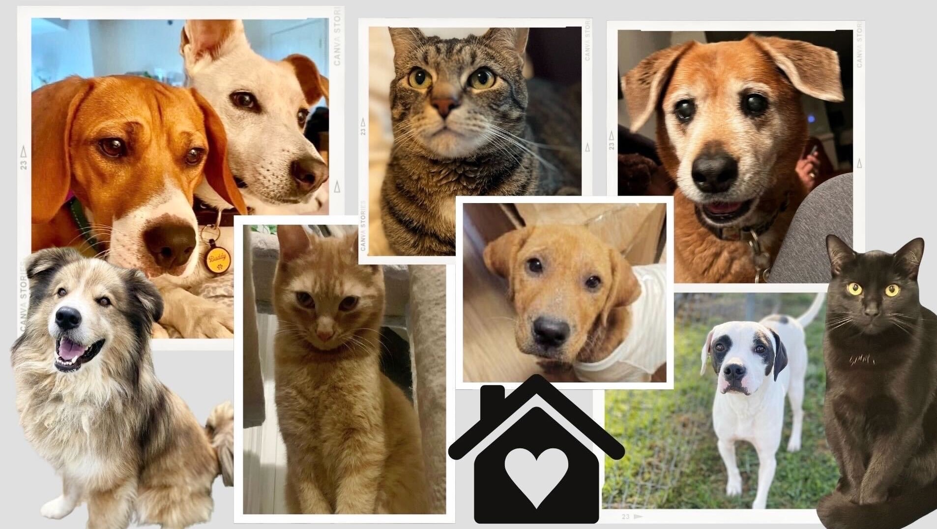 Fundraiser by Donna King : A Home of Their Own Animal Rescue- UPDATE!