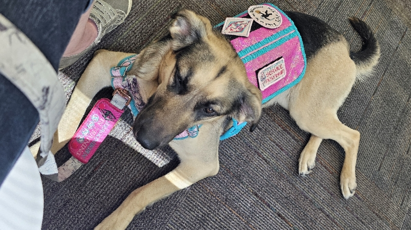 Fundraiser by Caitlyn Lawrence : Service Dog for disabled military family
