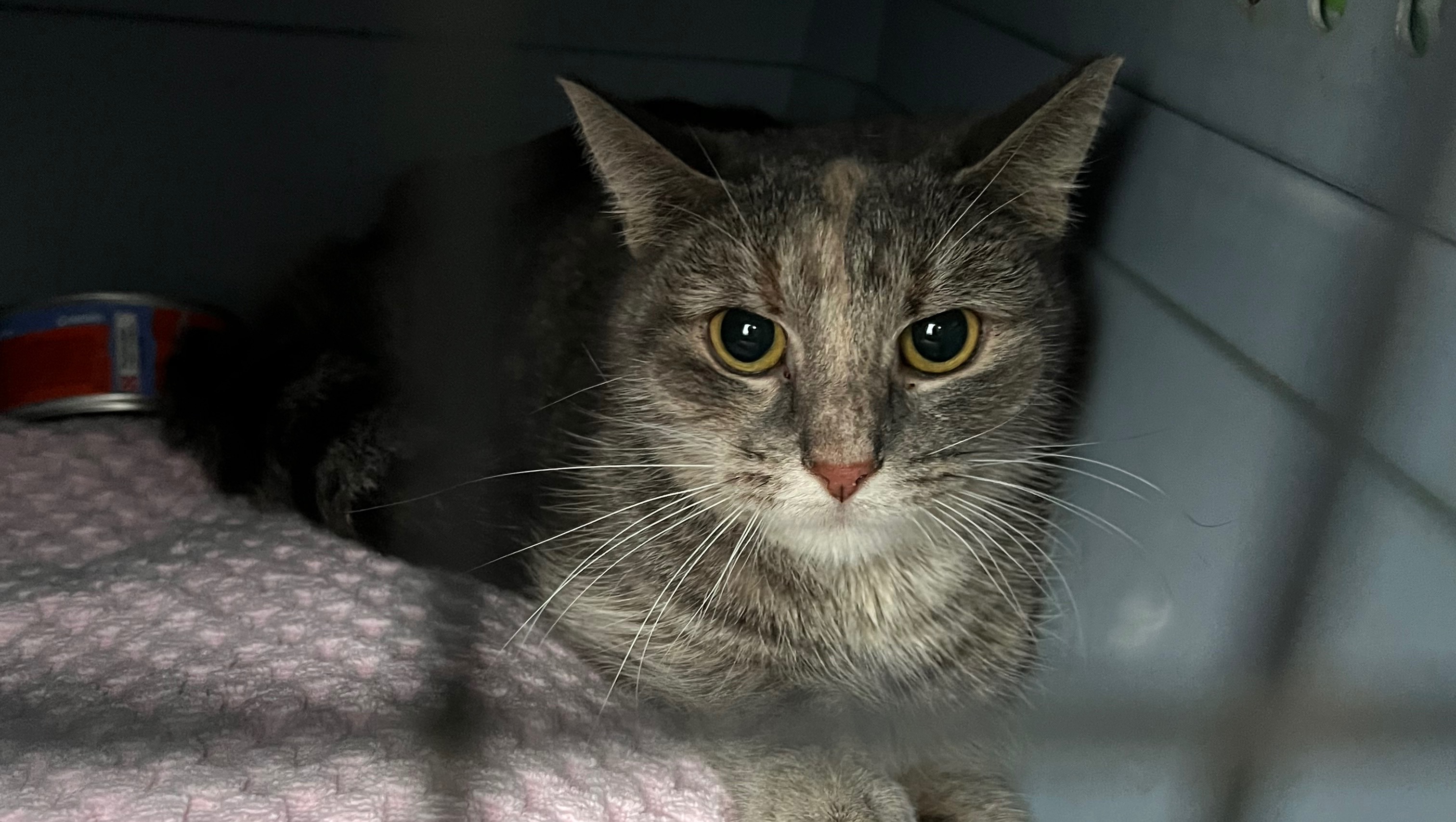 Fundraiser by Ellen Bieber : Starving cat abandoned in vacant house ...